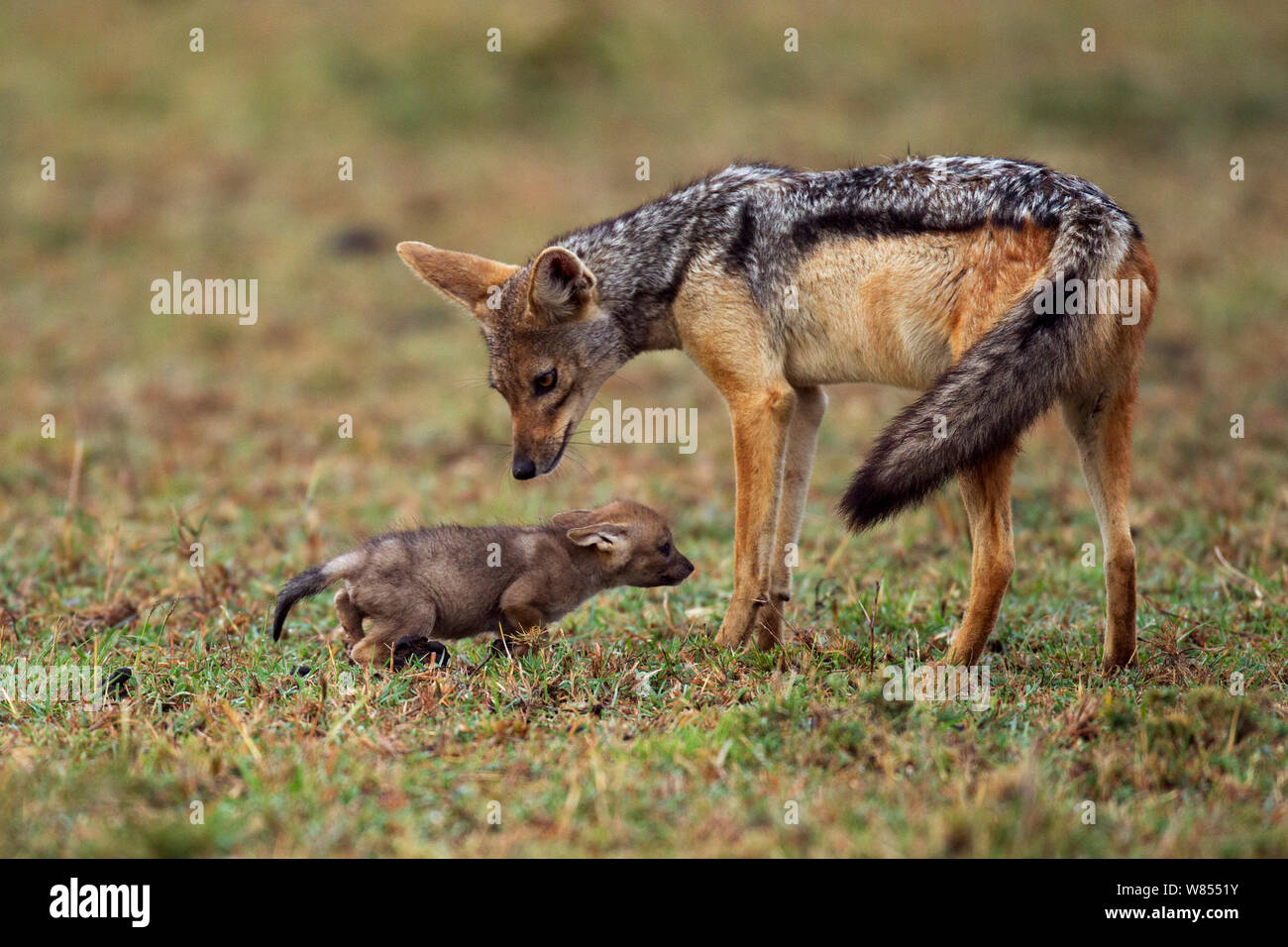 Black backed jackal (Canis mesomelas) male with two-week pup, Masai Mara National Reserve, Kenya ...