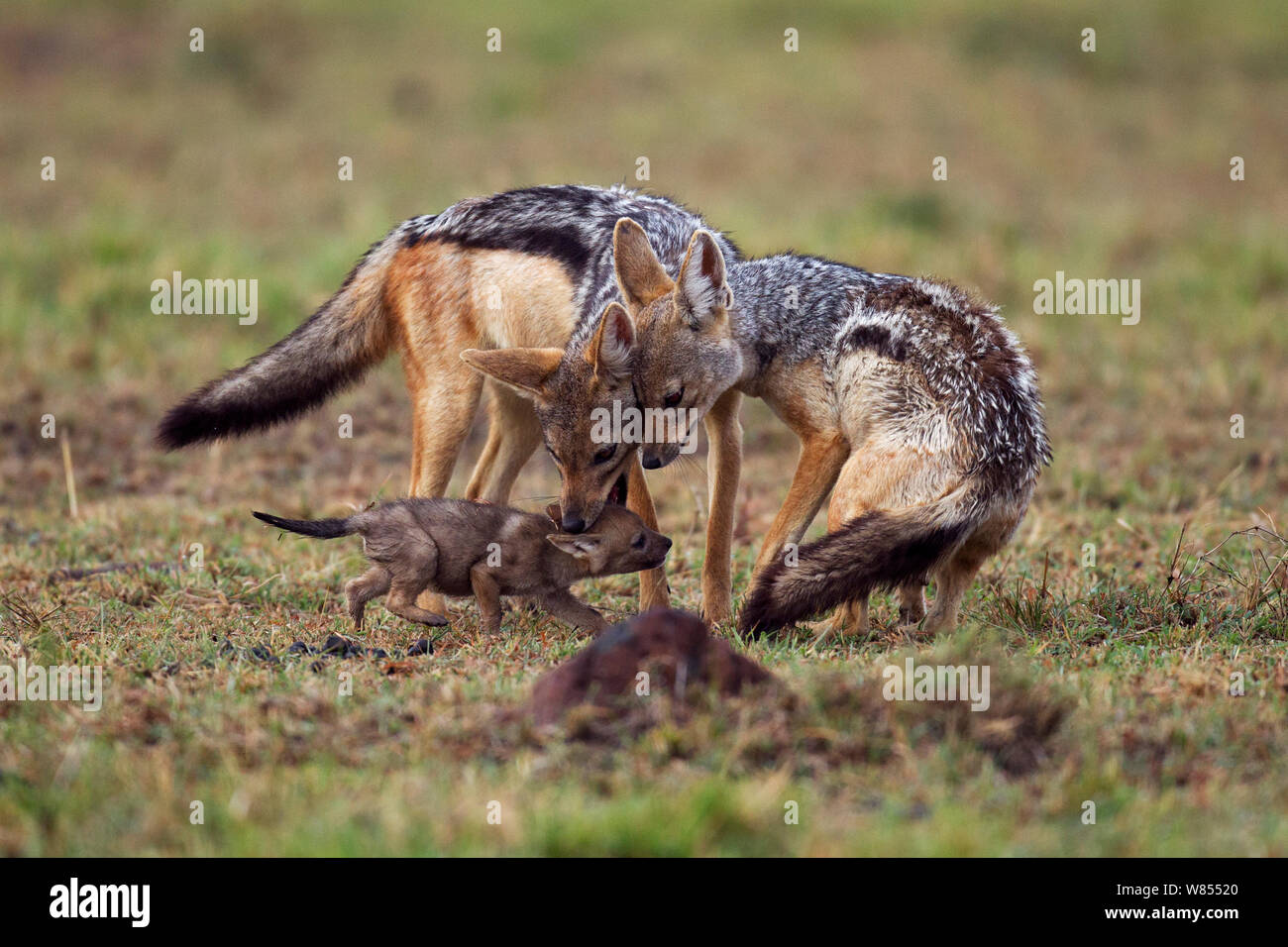 Black backed jackal (Canis mesomelas) with three-week pup, Masai Mara National Reserve, Kenya ...