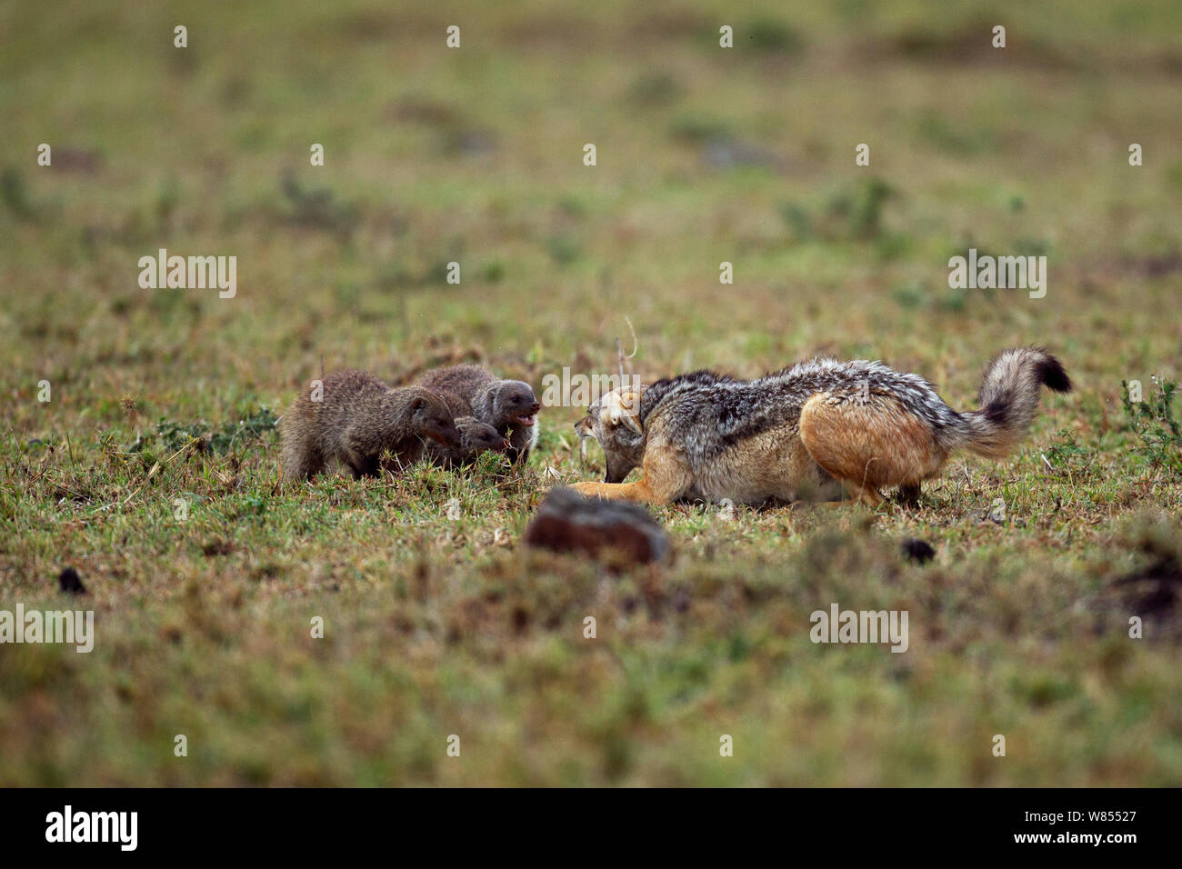 Black backed jackal (Canis mesomelas) defending pups and den from ...
