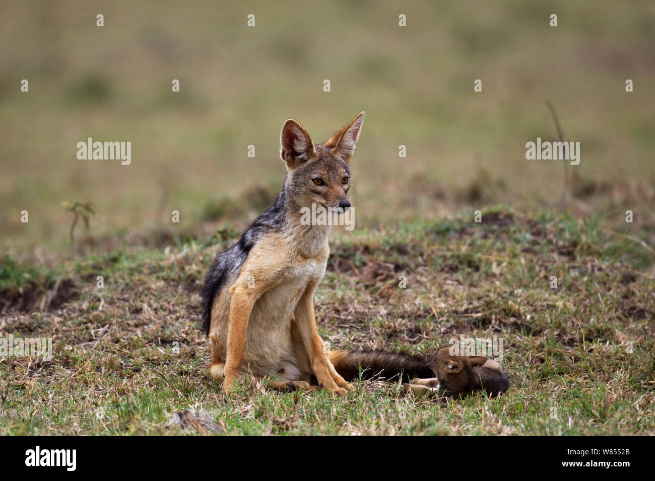 Black backed jackal (Canis mesomelas) with playful three-week pup , Masai Mara National Reserve ...