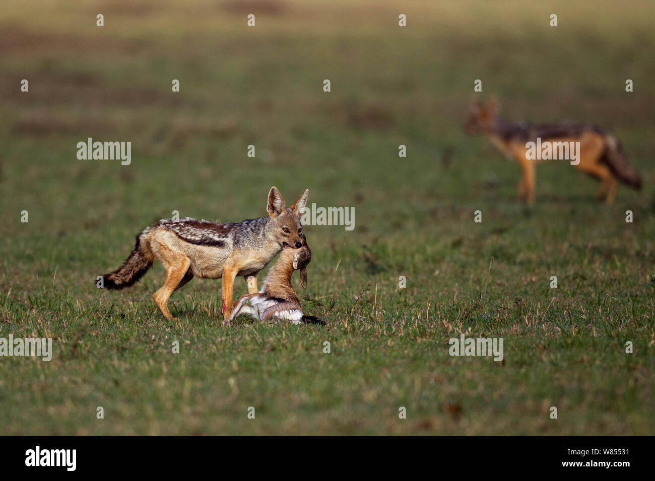 Black backed jackal (Canis mesomelas) female with Thomson's gazelle kill, another jackal nearby ...