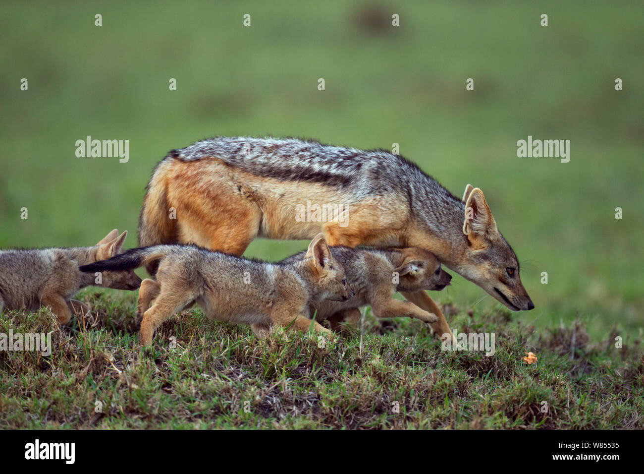Black backed jackal (Canis mesomelas) with playful four-week pups, Masai Mara National Reserve ...