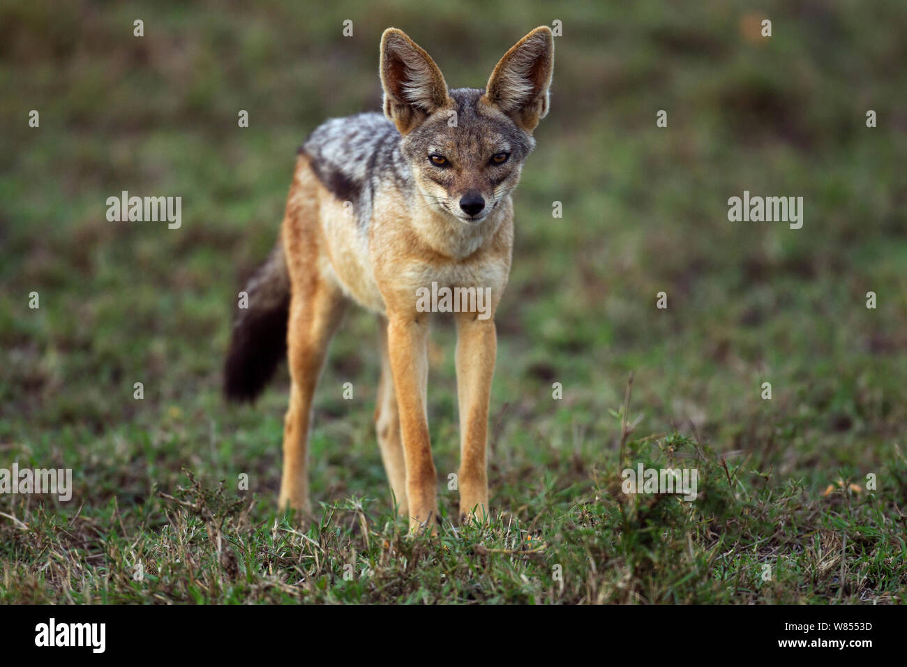 Black backed jackal (Canis mesomelas) standing portrait, Masai Mara National Reserve, Kenya ...