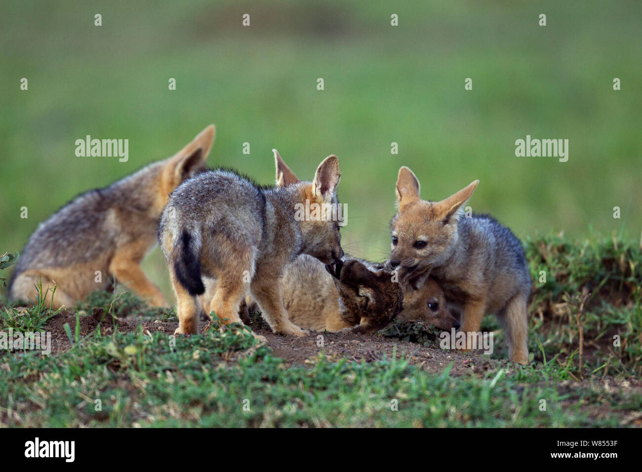 Black backed jackal (Canis mesomelas) five-week pups playing with the head of a gazelle fawn ...