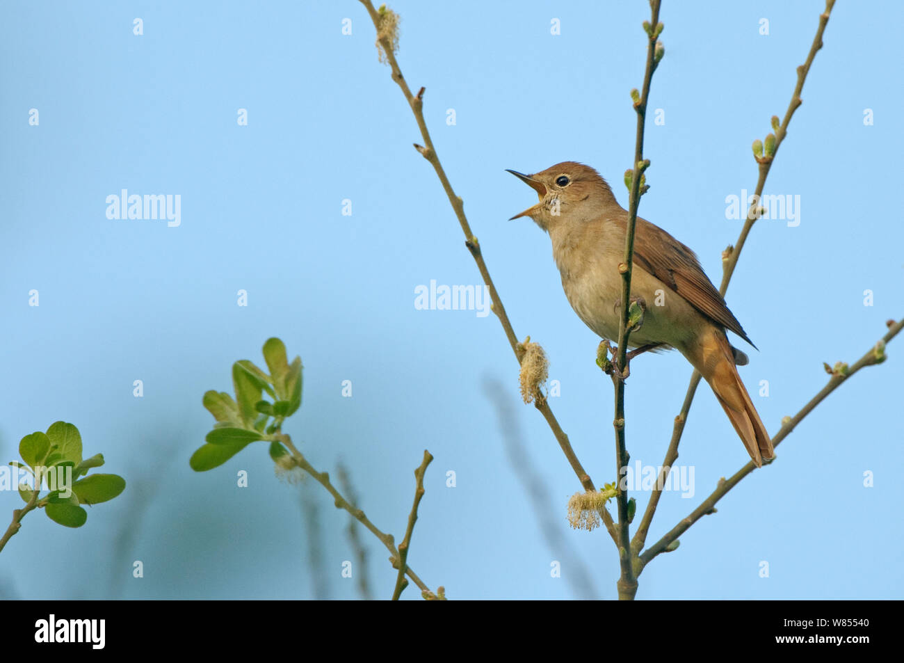 Nightingales hi-res stock photography and images - Alamy