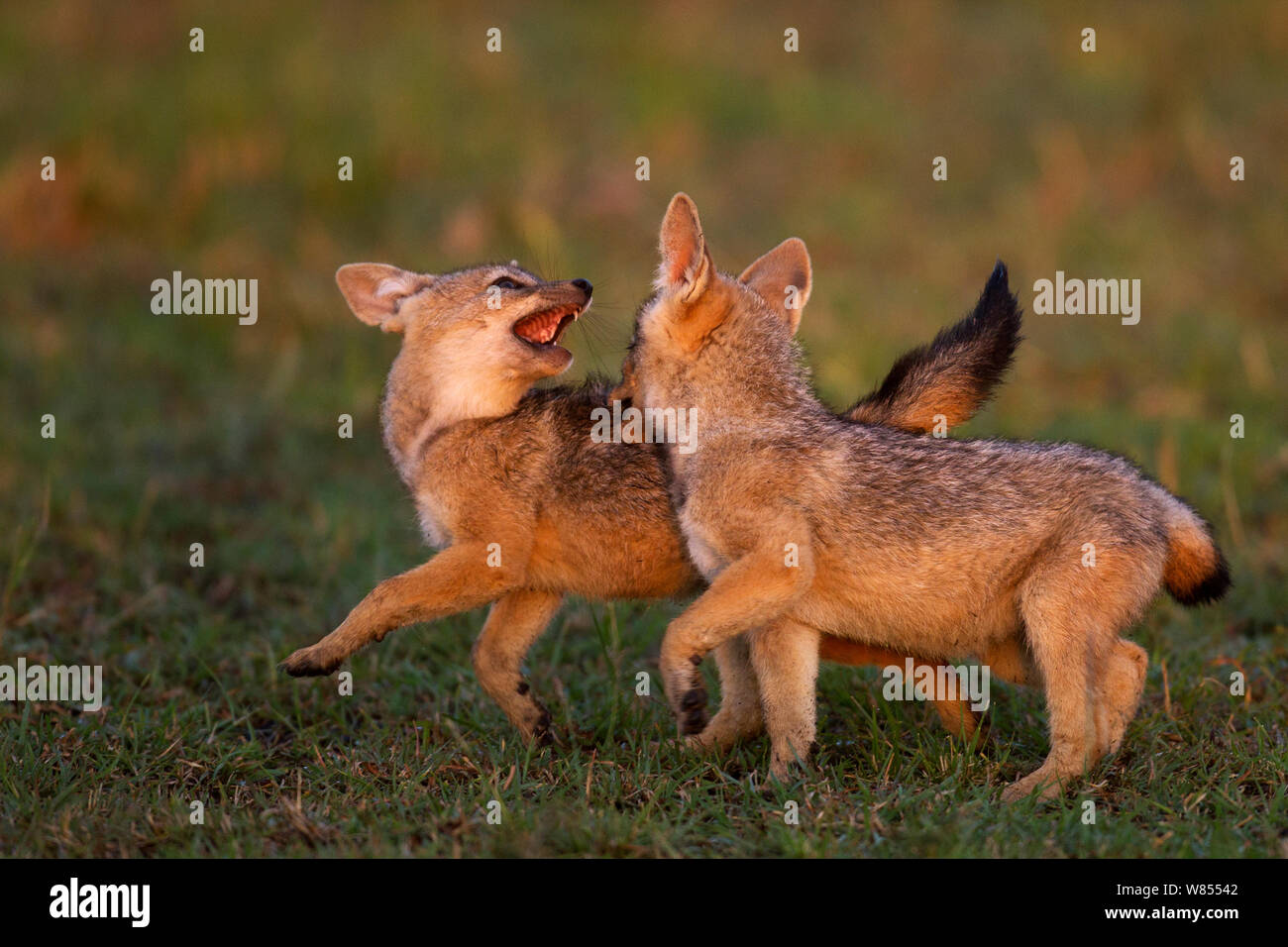 Black backed jackal (Canis mesomelas) five-week pups playing, Masai Mara National Reserve, Kenya ...