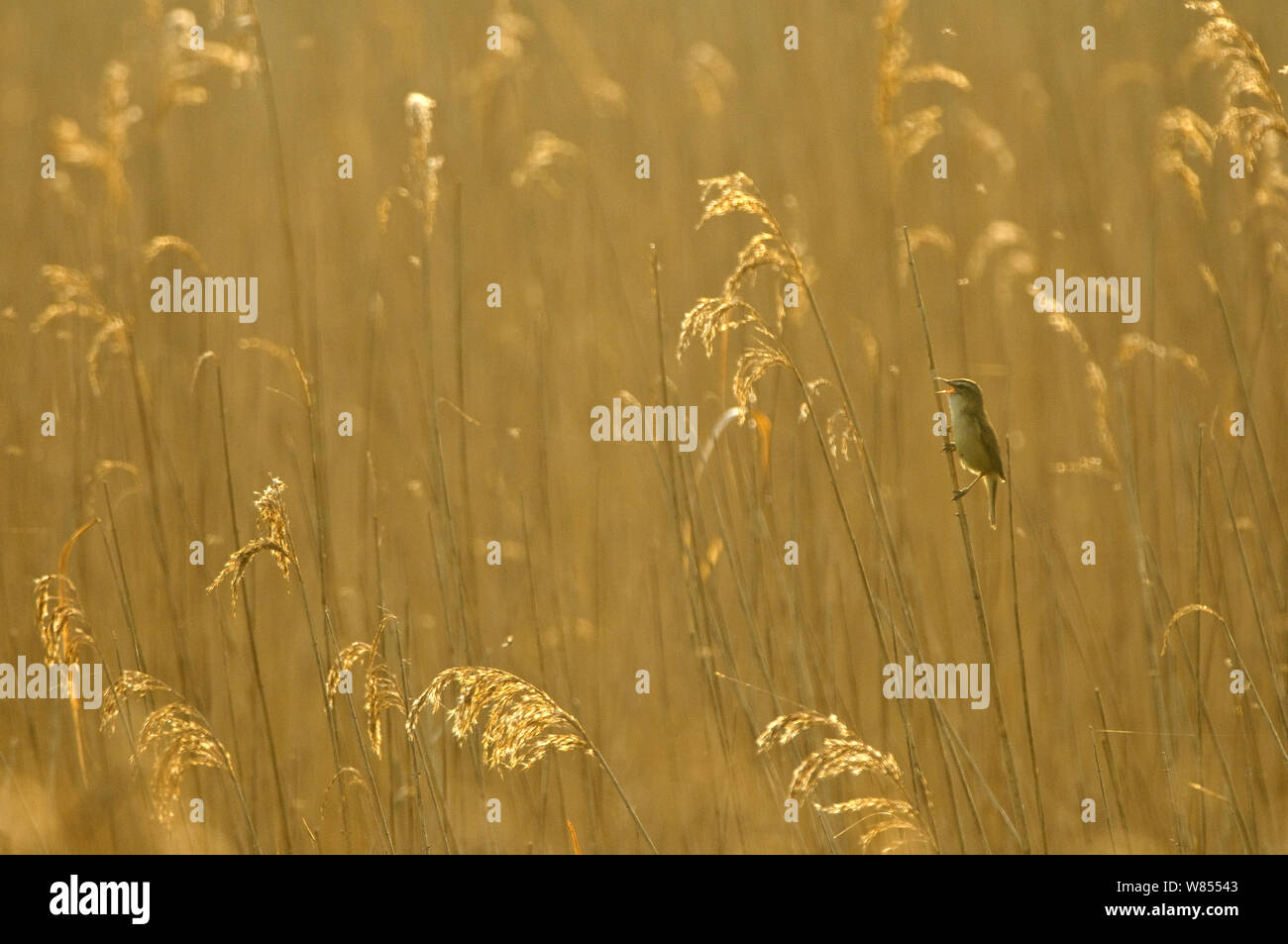 Sedge warbler (Acrocephalus schoenobaenus) adult perched, singing in ...