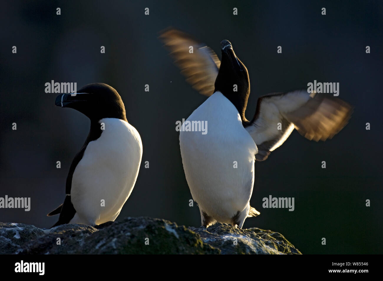 Razorbill flapping hi-res stock photography and images - Alamy