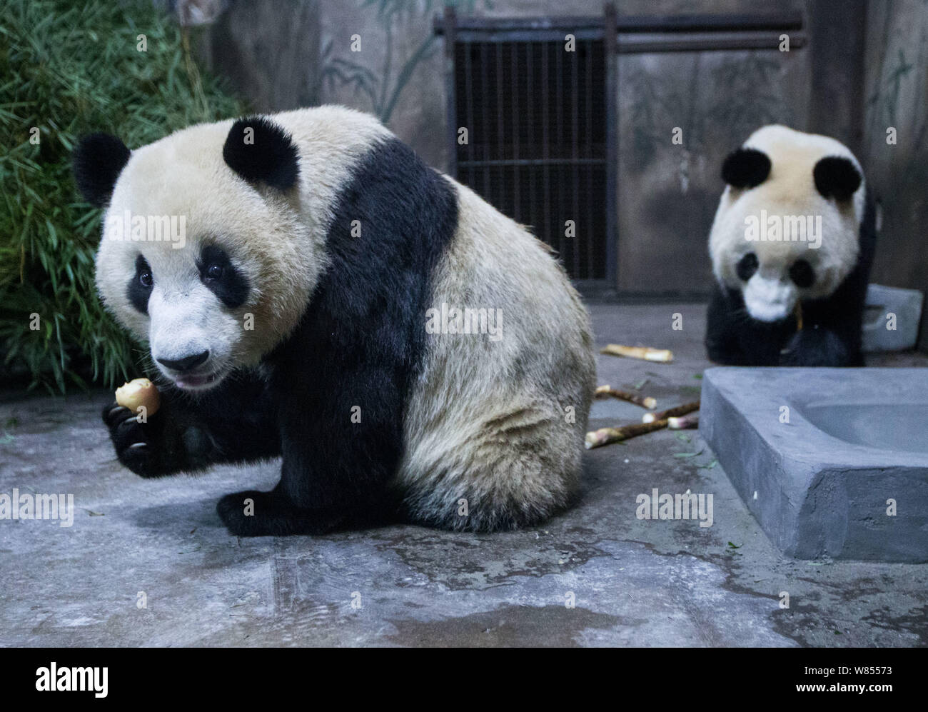 Giant panda Chengjiu, front, eats an apple near Shuanghao in the panda ...