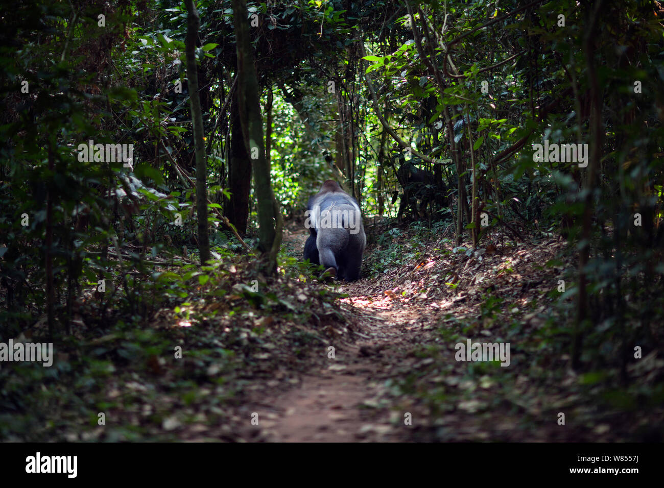 Gorilla rear view hi-res stock photography and images - Alamy