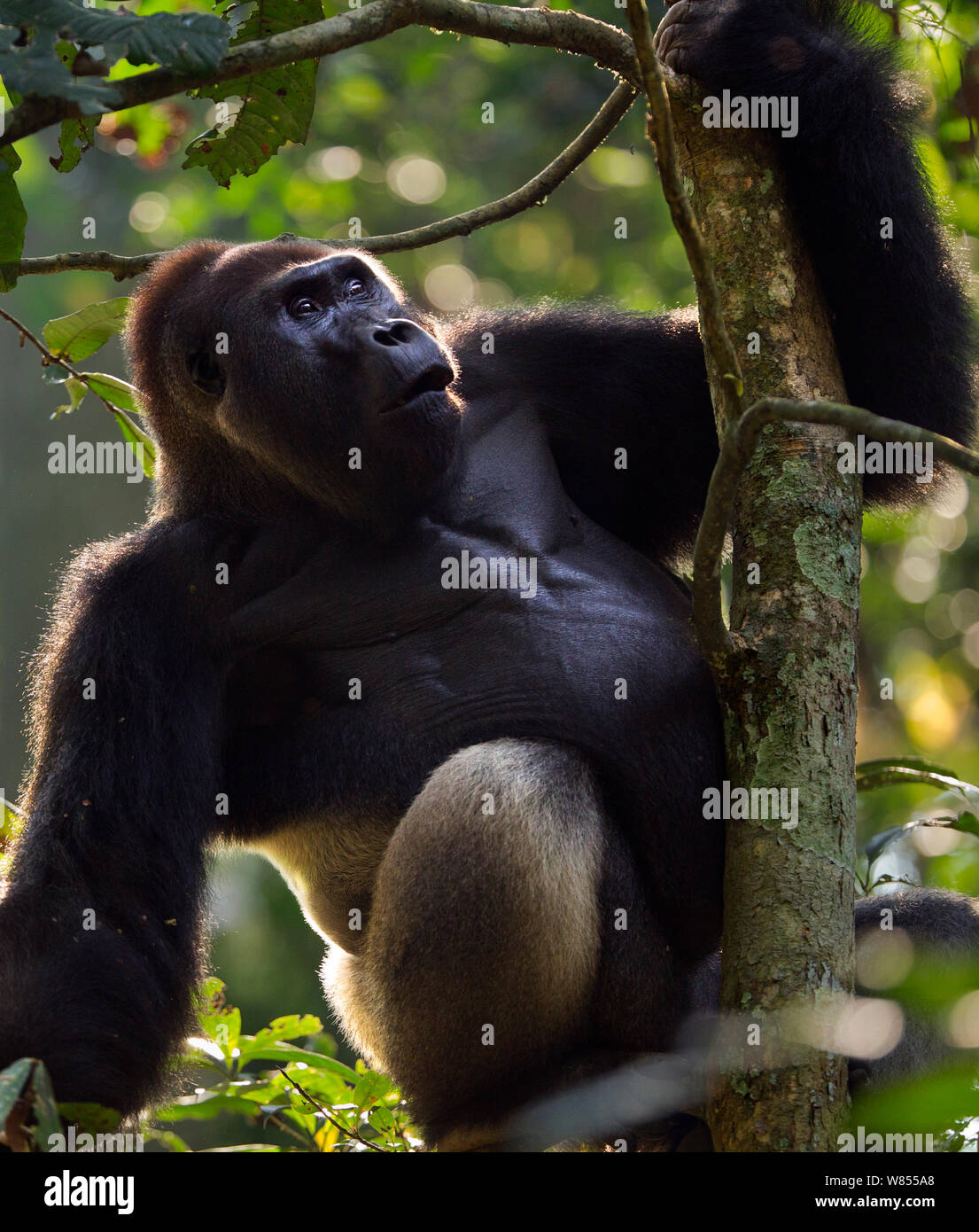 Silverback gorilla sitting in forest hi-res stock photography and ...