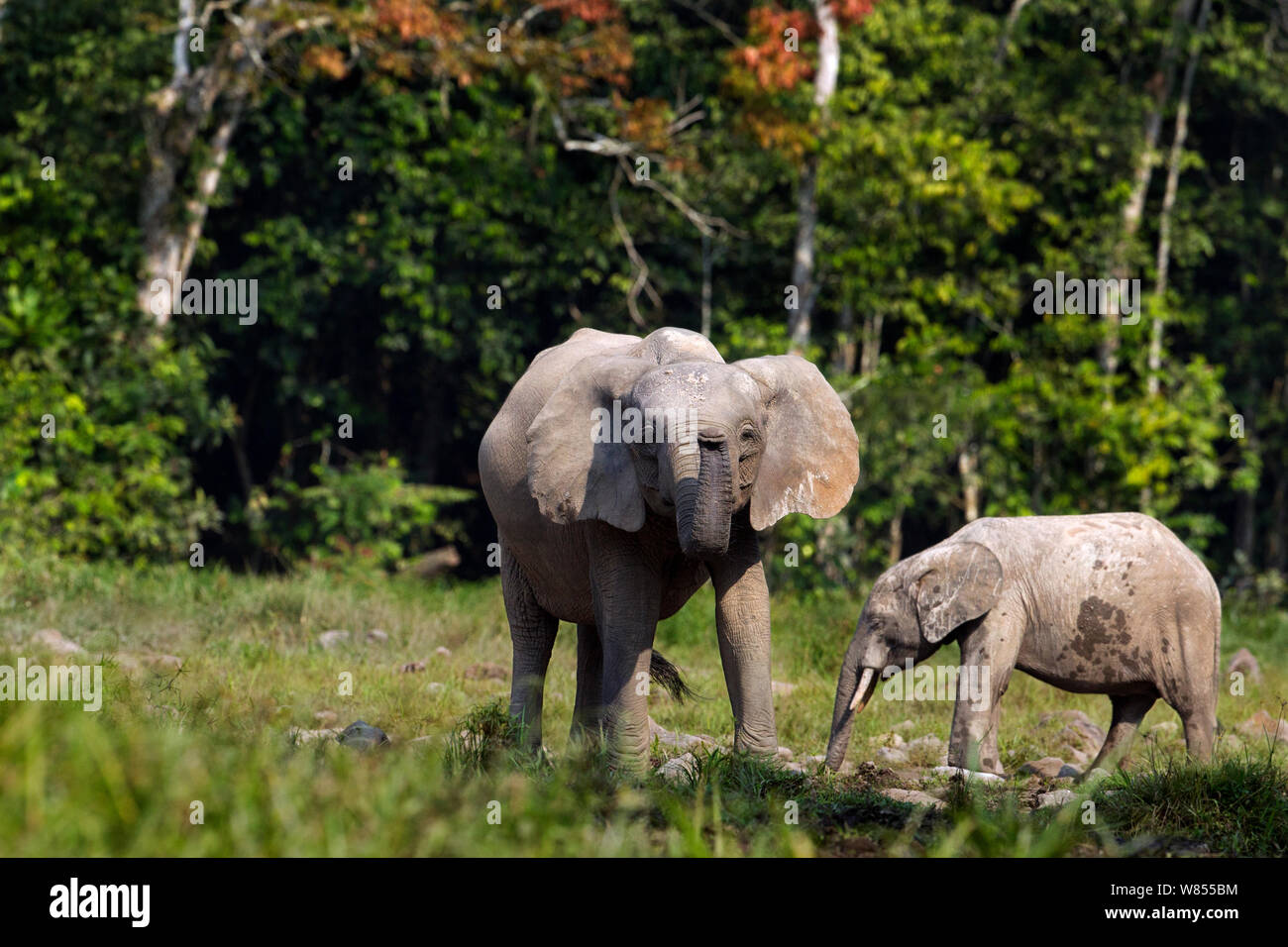 African forest elephant communication hi-res stock photography and ...