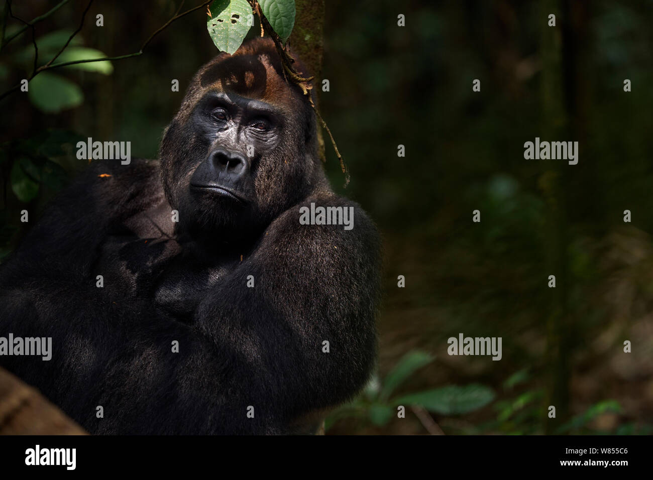 Dark gorilla hi-res stock photography and images - Alamy