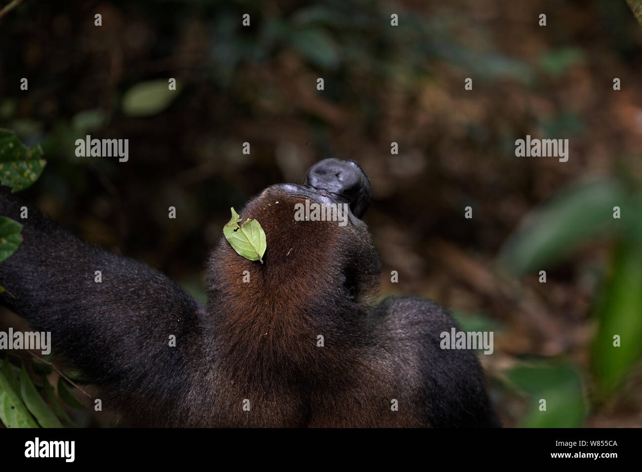 Western lowland gorilla (Gorilla gorilla gorilla) rear view of sub ...