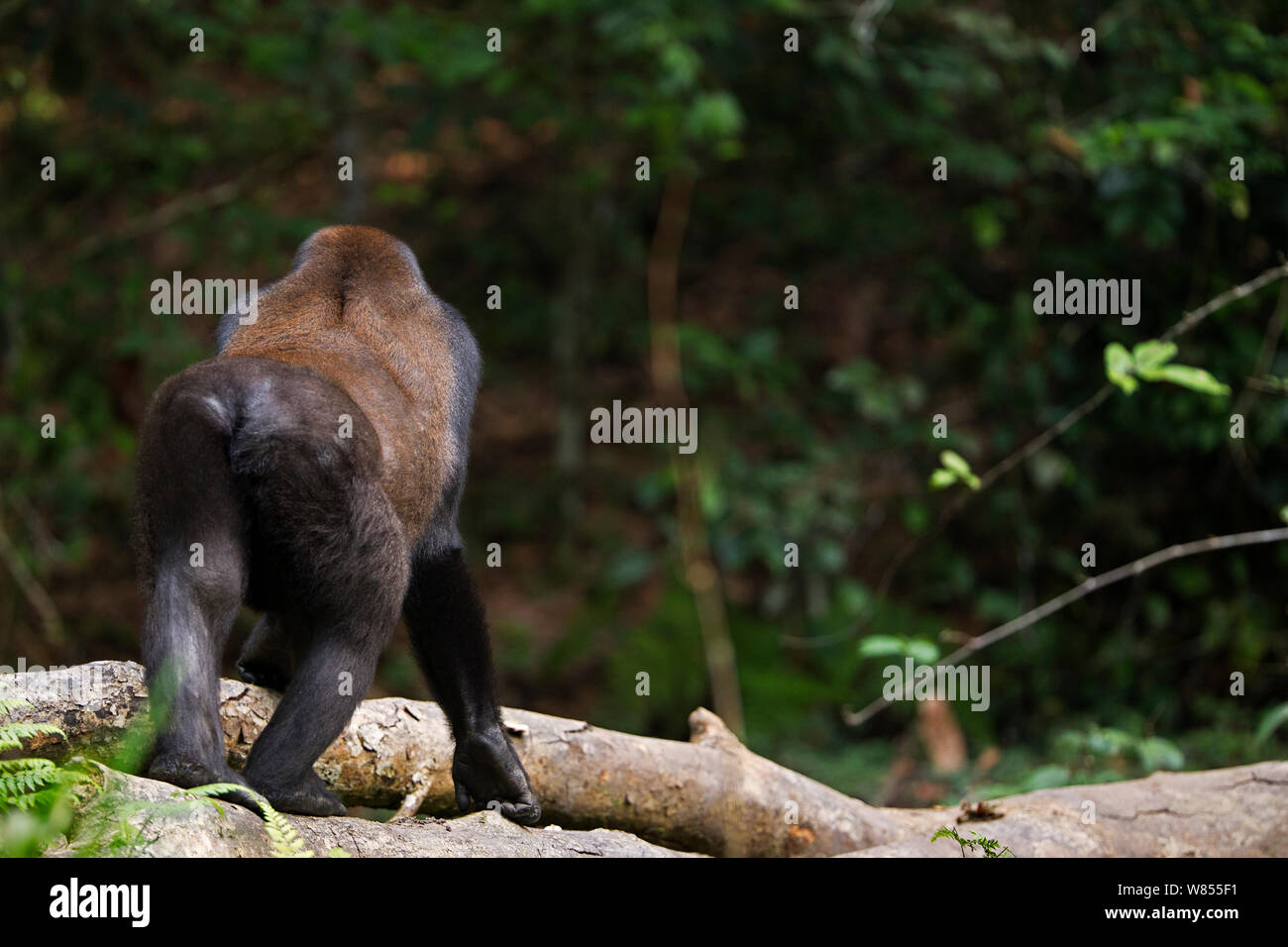 Gorilla rear view hi-res stock photography and images - Alamy