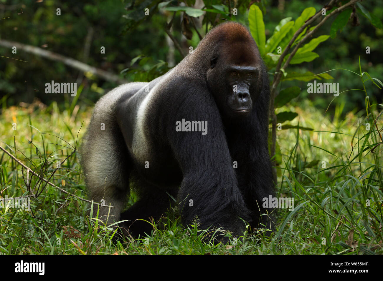 Silverback Gorilla Standing High Resolution Stock Photography and ...