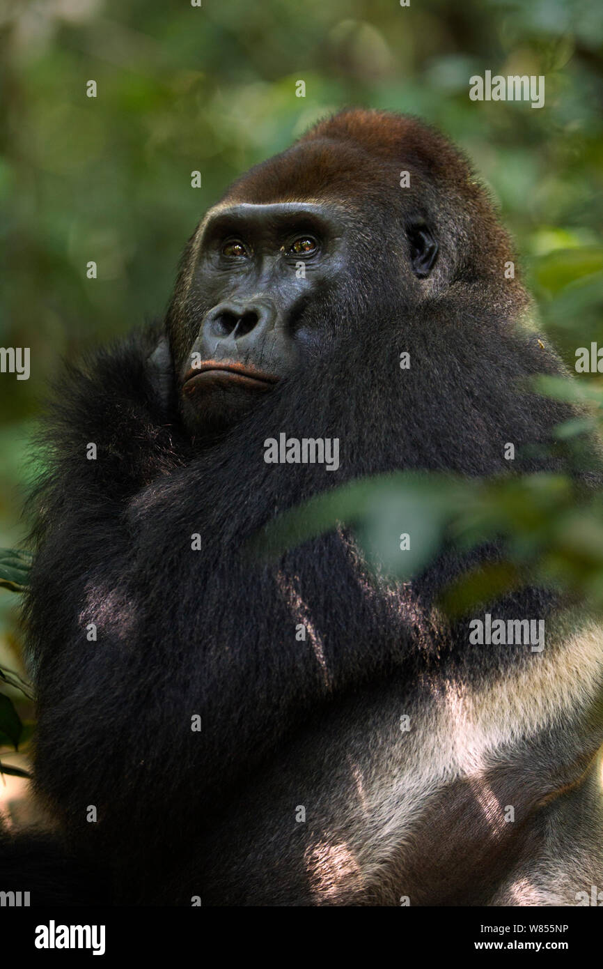 Gorilla scratching head hi-res stock photography and images - Alamy