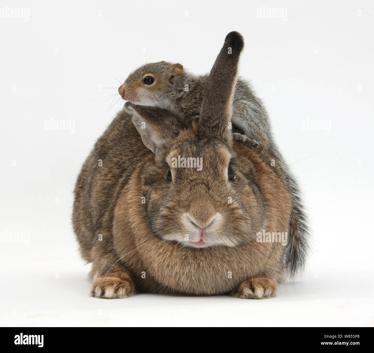 Rodents And Lagomorphs High Resolution Stock Photography and Images - Alamy