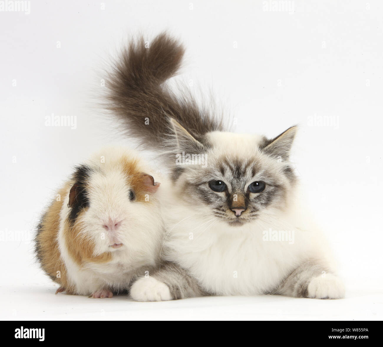 Guinea pig and cat hi-res stock photography and images - Alamy