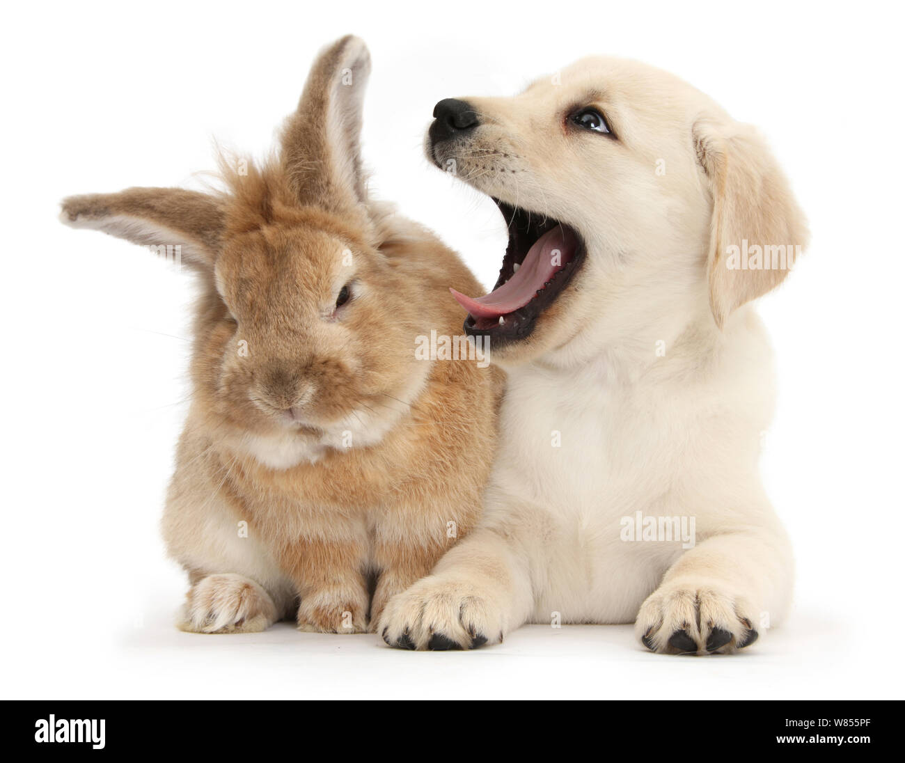 Yellow Labrador Retriever puppy, 8 weeks, yawning in Lionhead cross ...