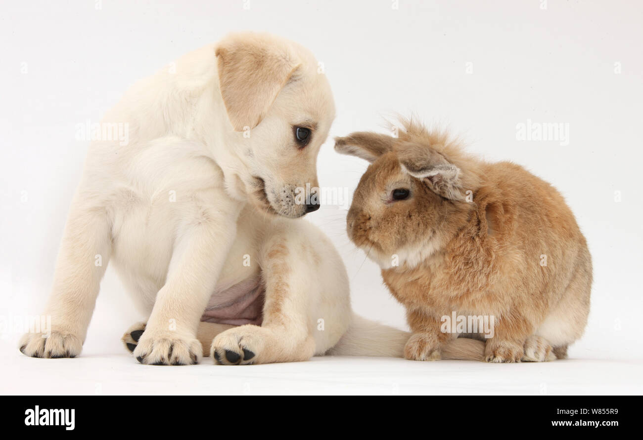 Angry rabbit hi-res stock photography and images - Alamy