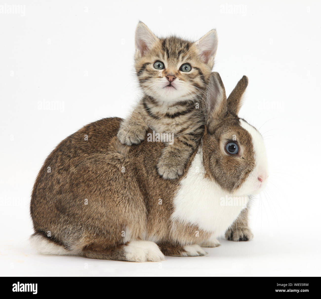 Cute Bunnies And Kittens