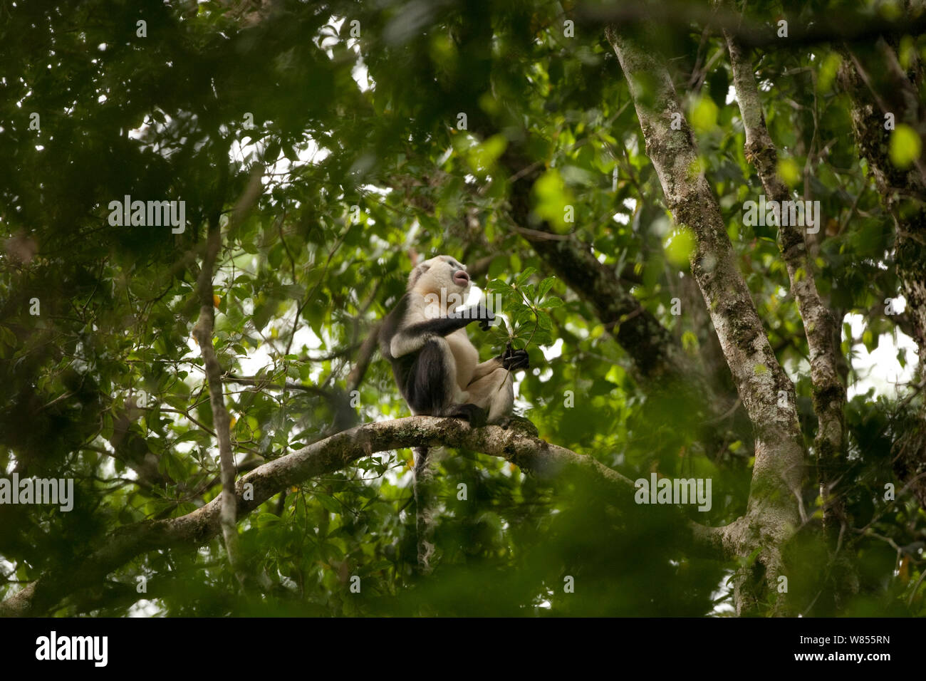 Tonkin snub nosed monkey vietnam hi-res stock photography and images ...