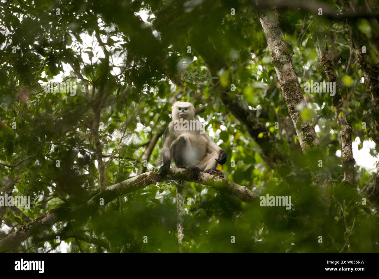 Tonkin snub-nosed monkey (Rhinopithecus avunculus) in tree, Vietnam ...