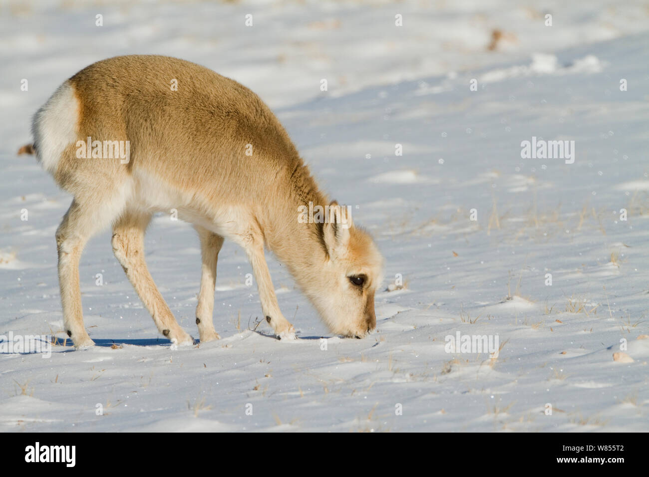 Tibetan gazelle (Procapra picticaudata) feeding from snow covered grass ...