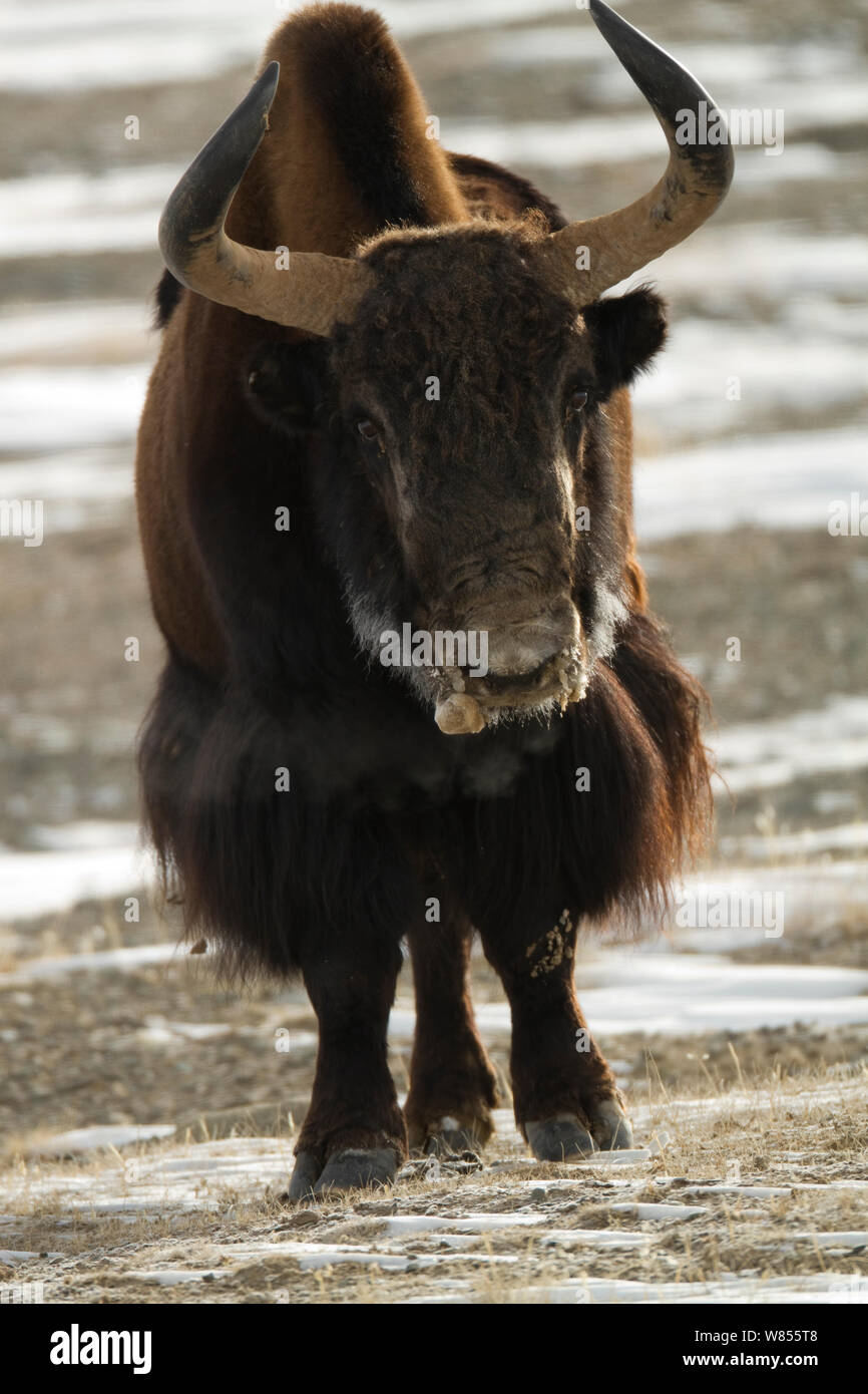 Yak bos mutus hi-res stock photography and images - Alamy