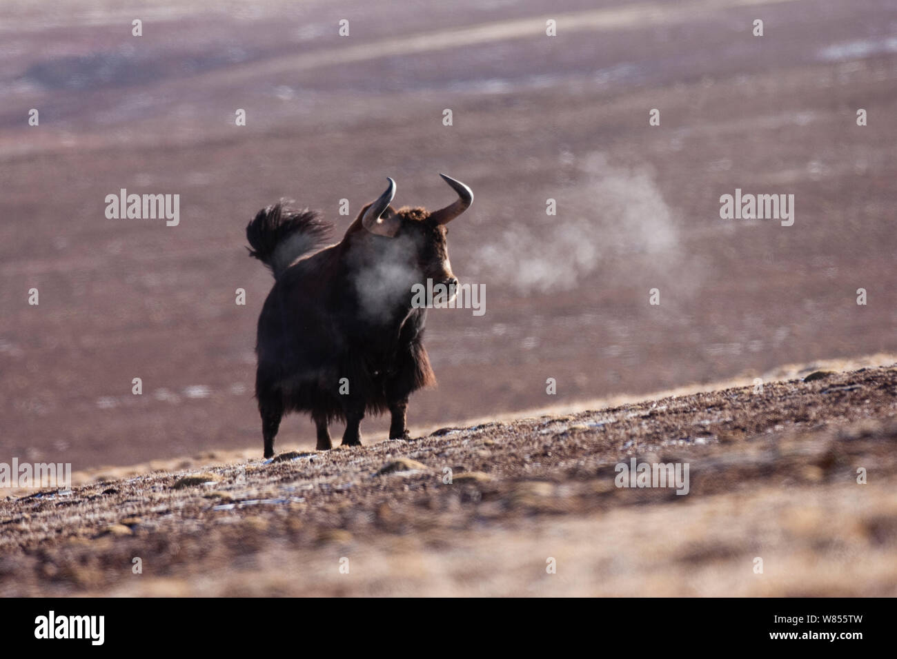 Wild yak (Bos mutus) with breath condensing in the cold air, Kekexili ...