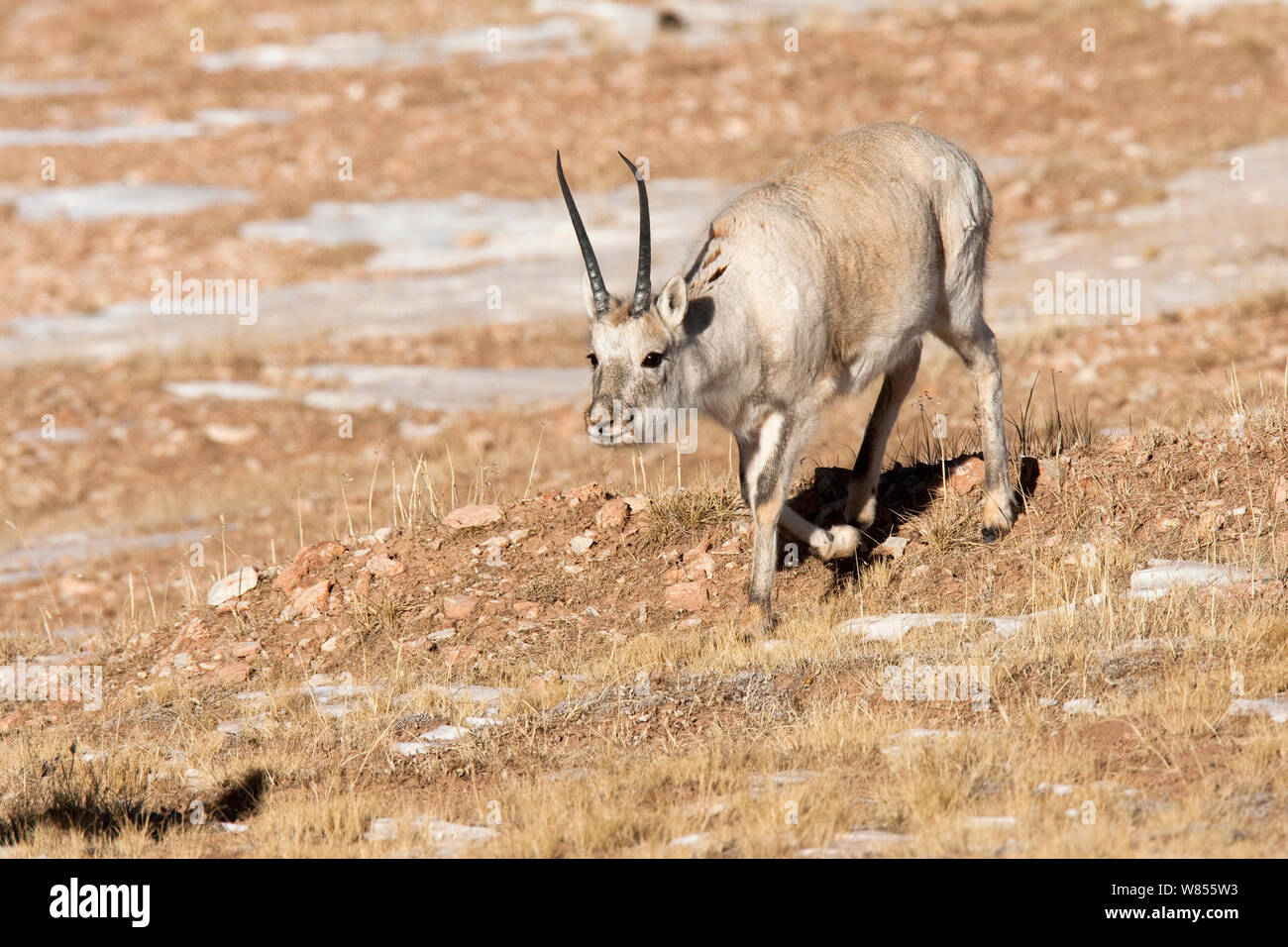 Tibetan Antelope