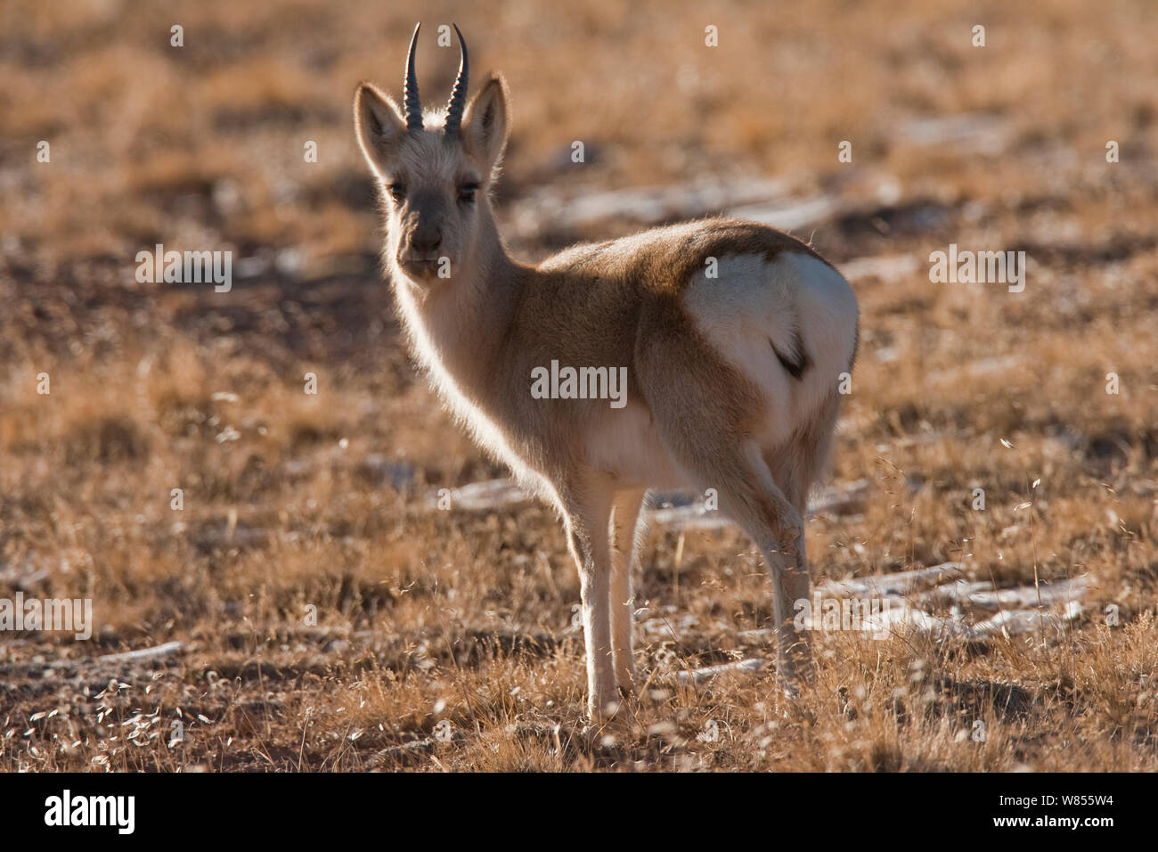 Tibetan gazelle (Procapra picticaudata) male portrait, Kekexli, Qinghai ...