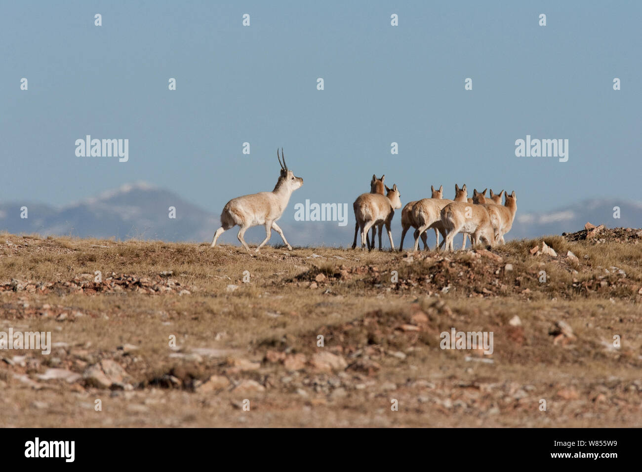 Tibetan antelope (Pantholops hodgsoni) male with group of females ...