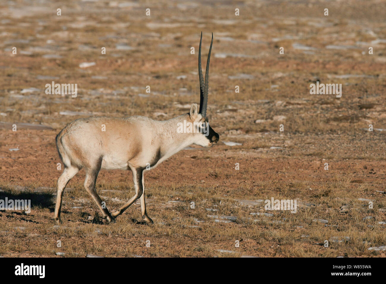 Tibetan antelope (Pantholops hodgsoni) male walking with snow on the ...