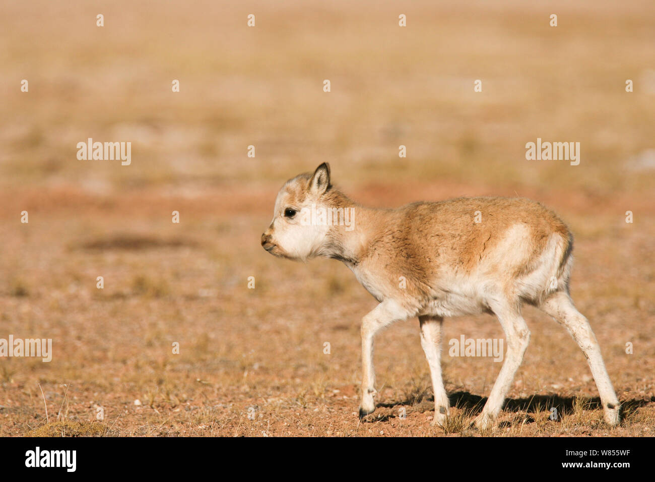 Pantholops hi-res stock photography and images - Alamy