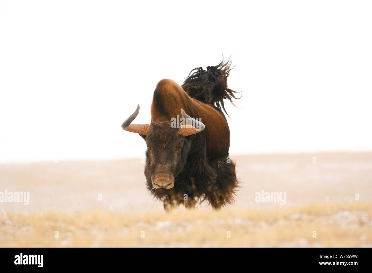 Wild yak (Bos mutus) charging, Kekexili, Qinghai, China, November Stock ...