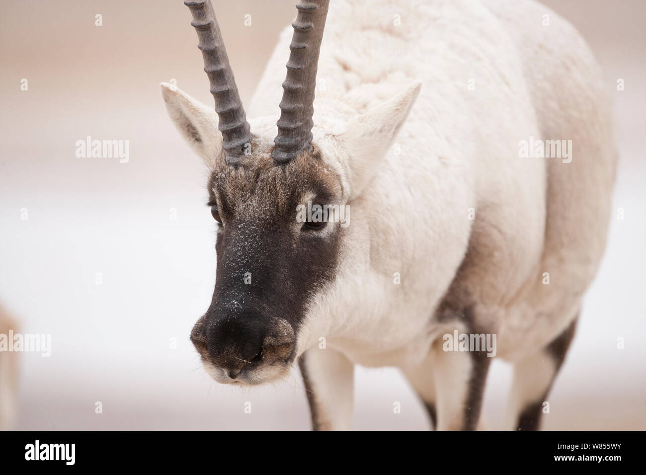 Tibetan antelope hi-res stock photography and images - Alamy