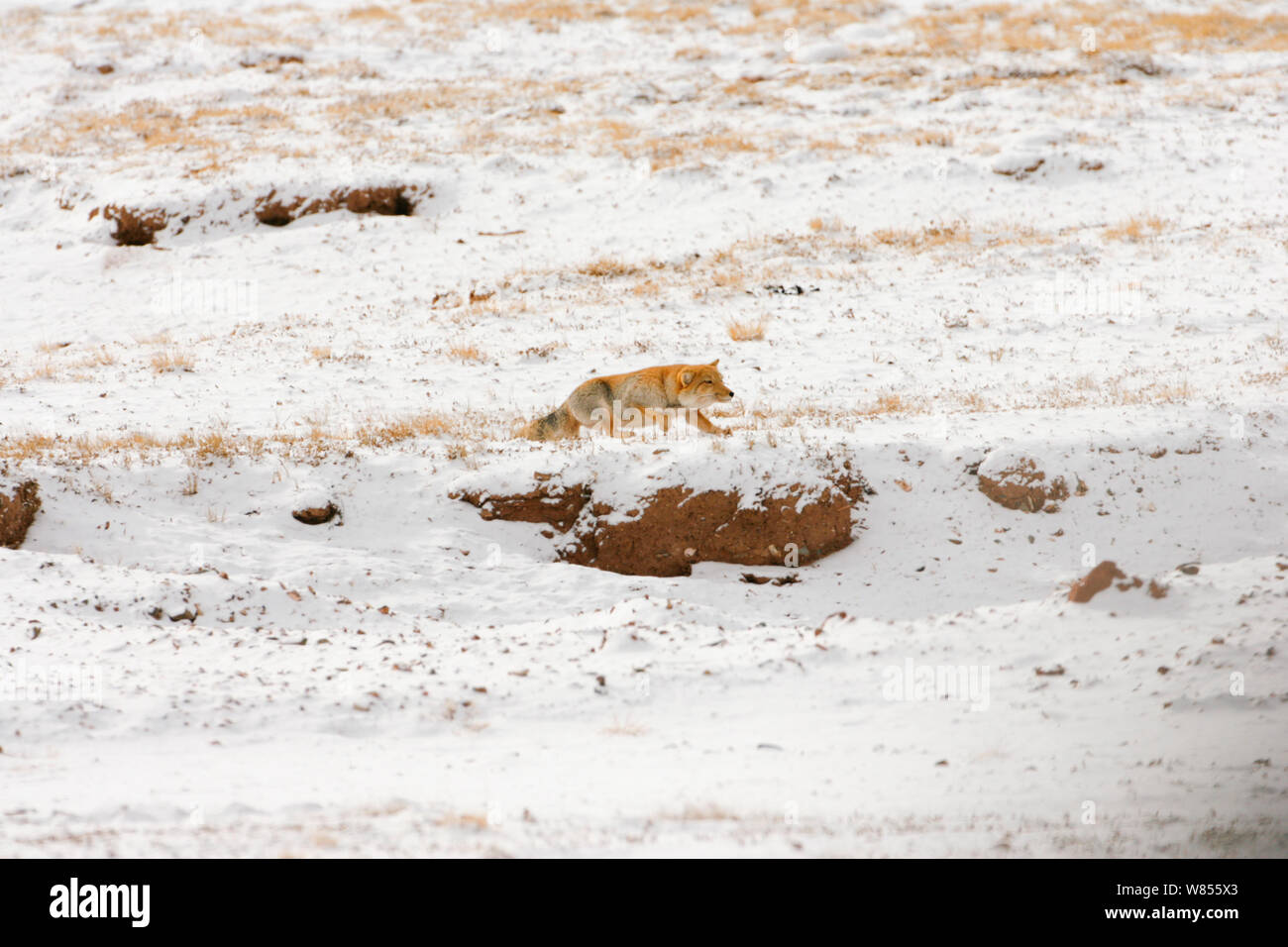 Tibetan fox hi-res stock photography and images - Alamy