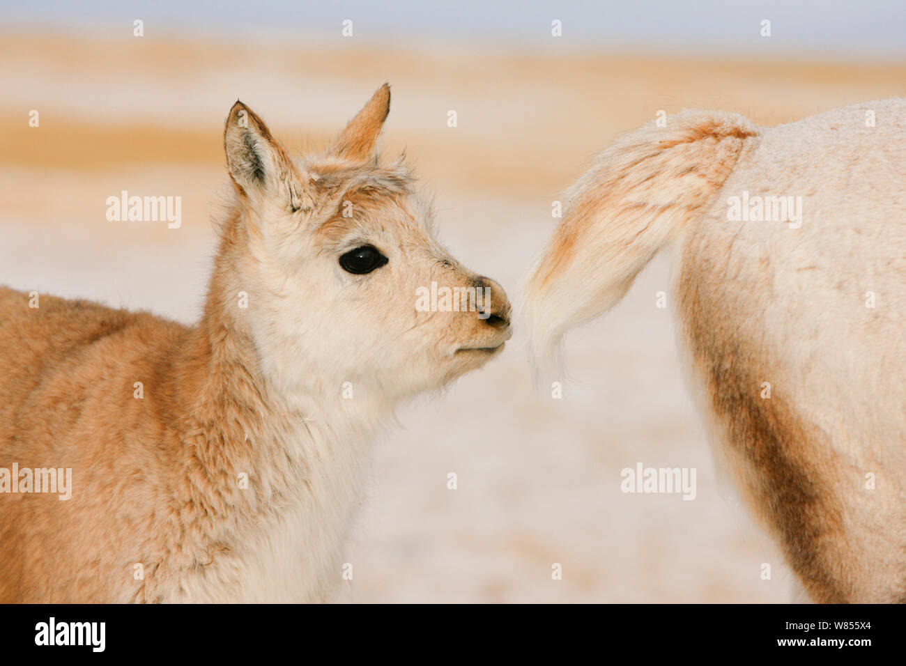Tibetan antelope (Pantholops hodgsonii) Kekexili, Tibetan Plateau ...