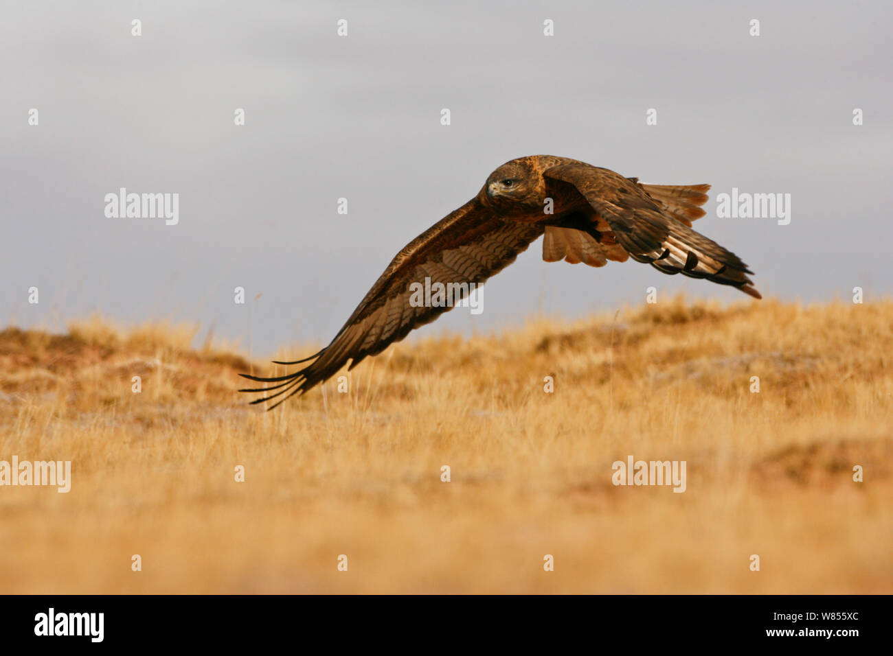 Upland buzzard (Buteo hemilasius) in flight close to the ground ...