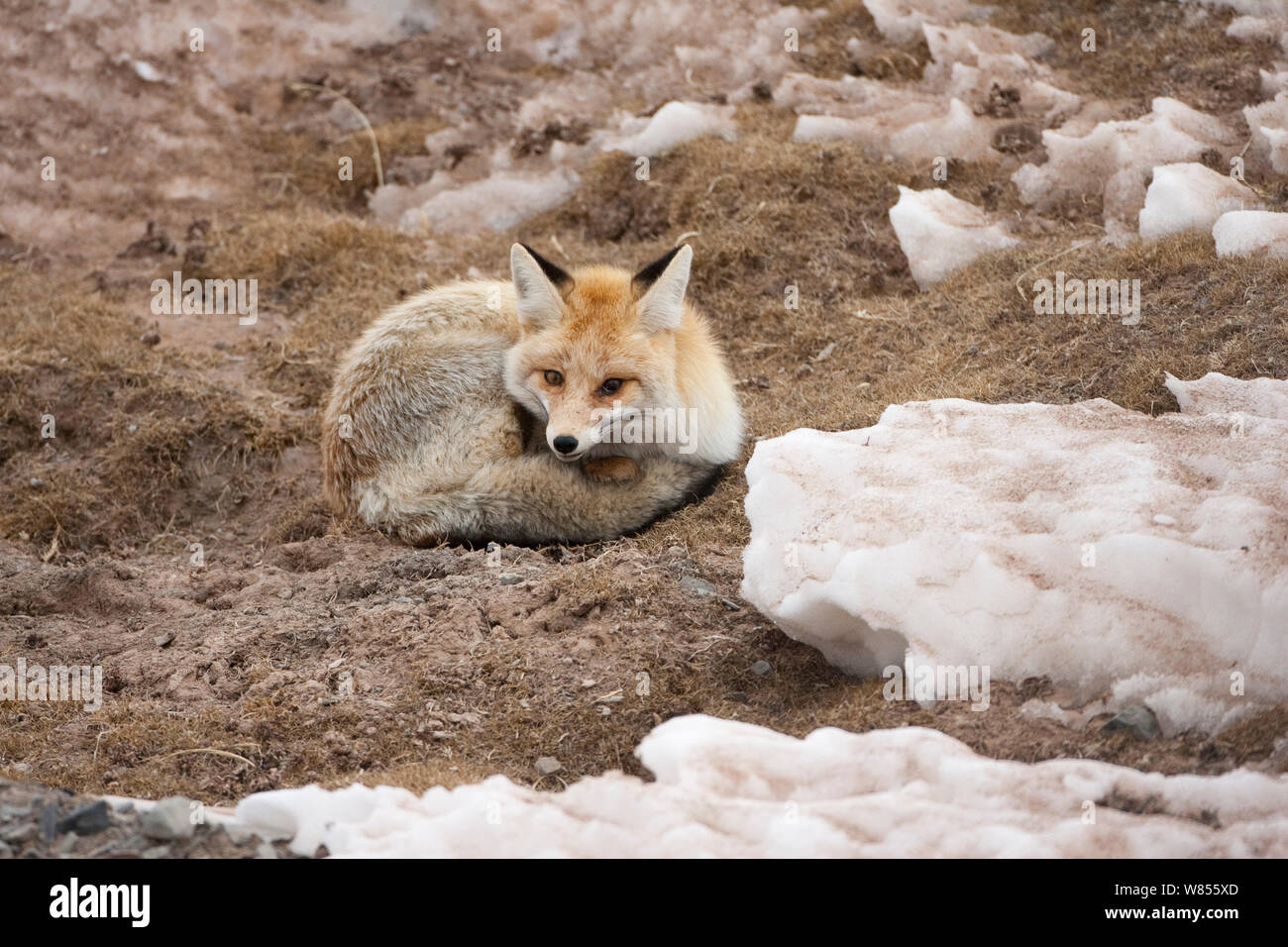 Tibetan fox hi-res stock photography and images - Alamy