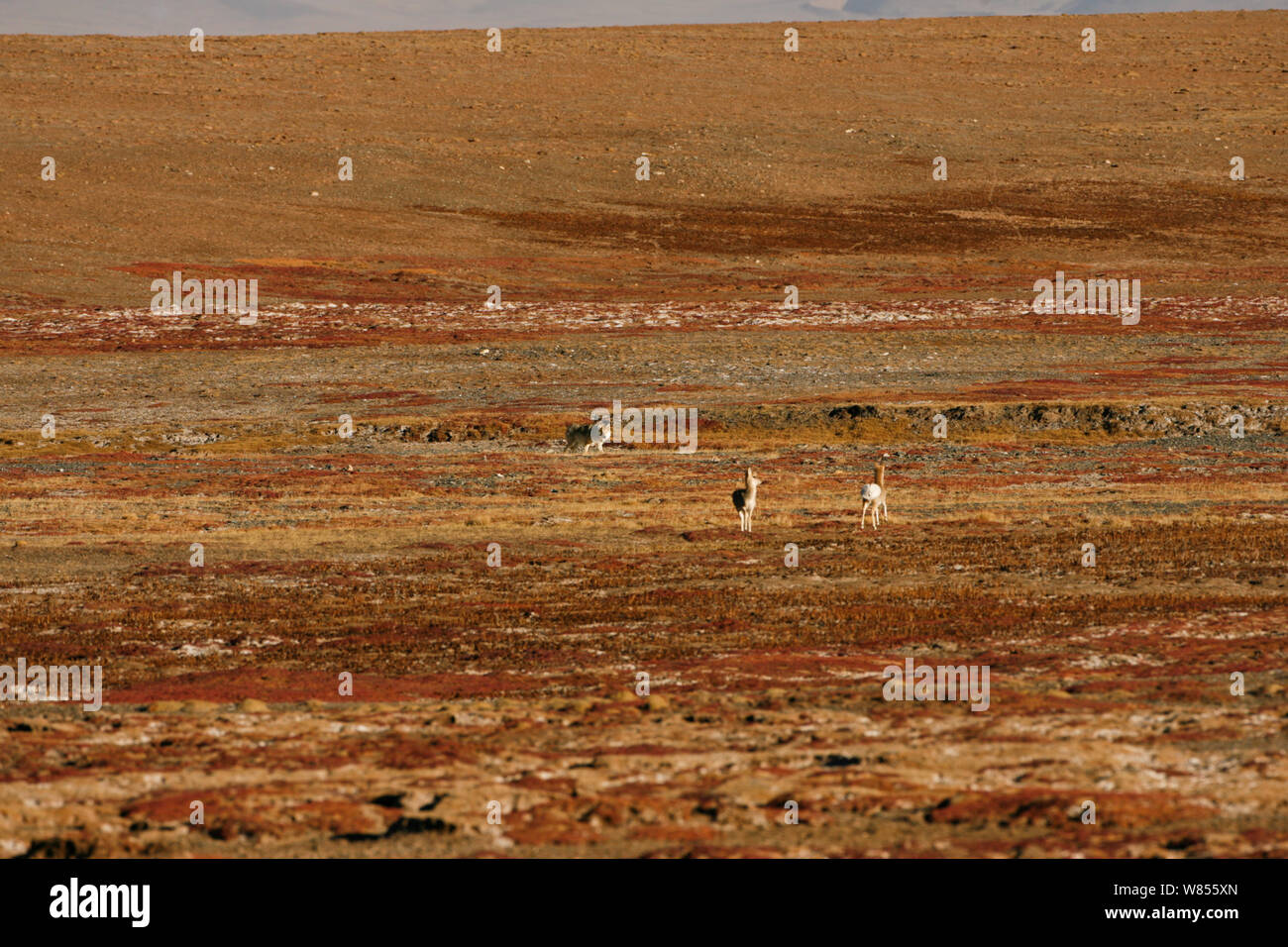 Tibetan gazelle (Procapra picticaudata) watched by Tibetan fox (Vulpes ...