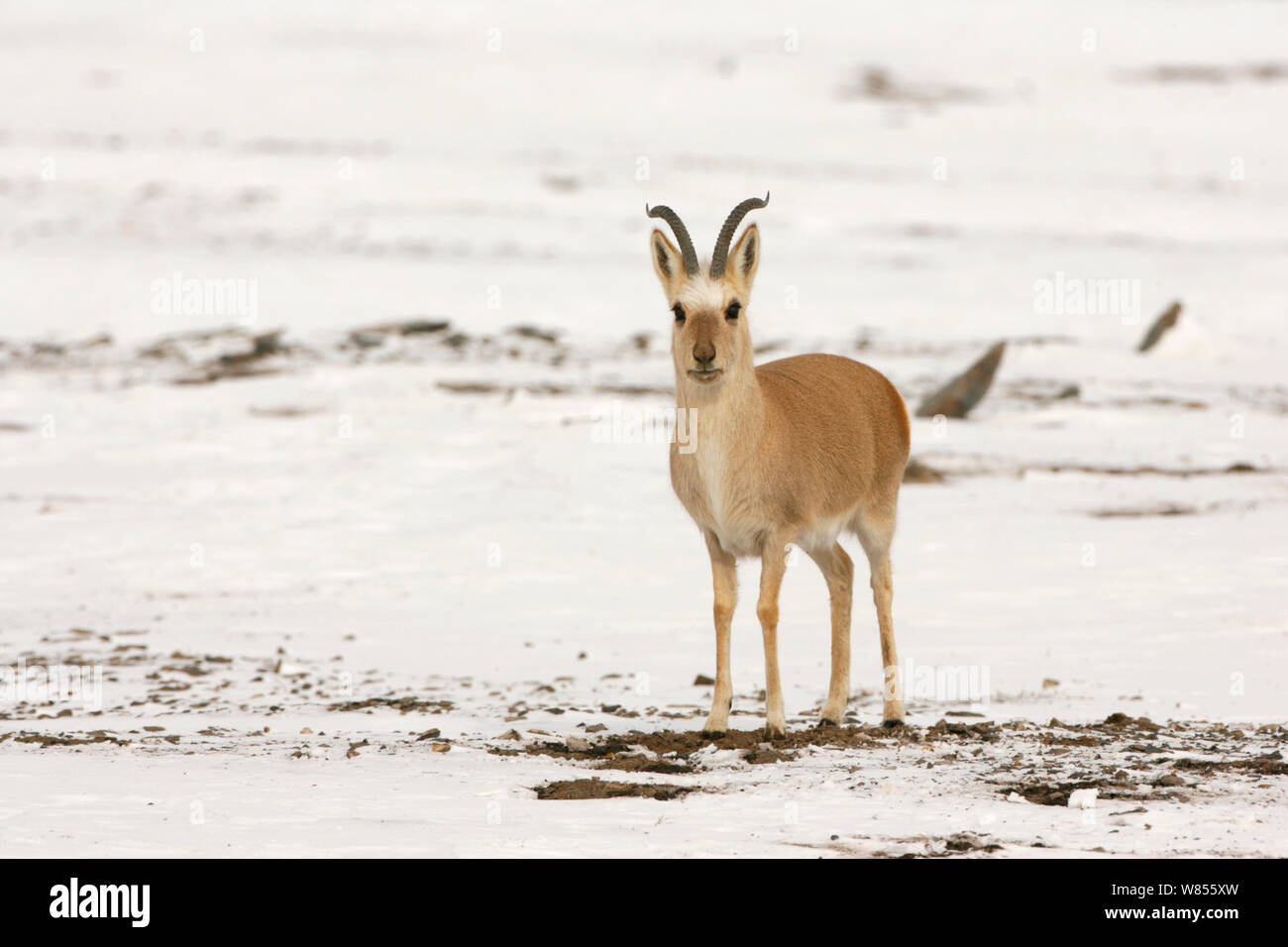 Male tibetan gazelle hi-res stock photography and images - Alamy