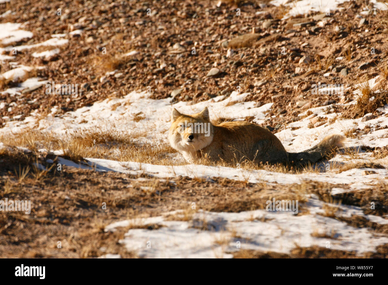 Fox resting on ground hi-res stock photography and images - Alamy