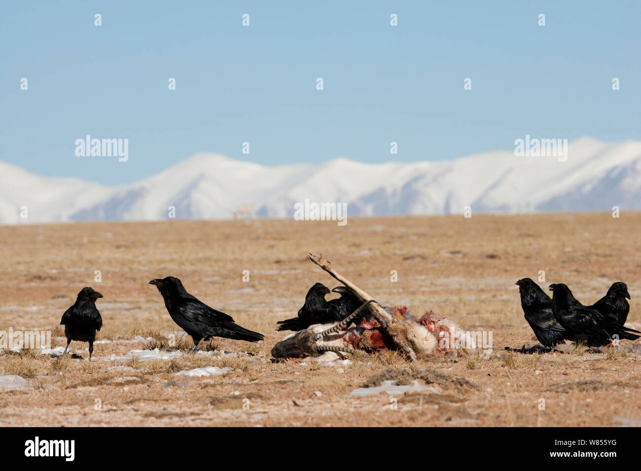 Tibetan raven hi-res stock photography and images - Alamy