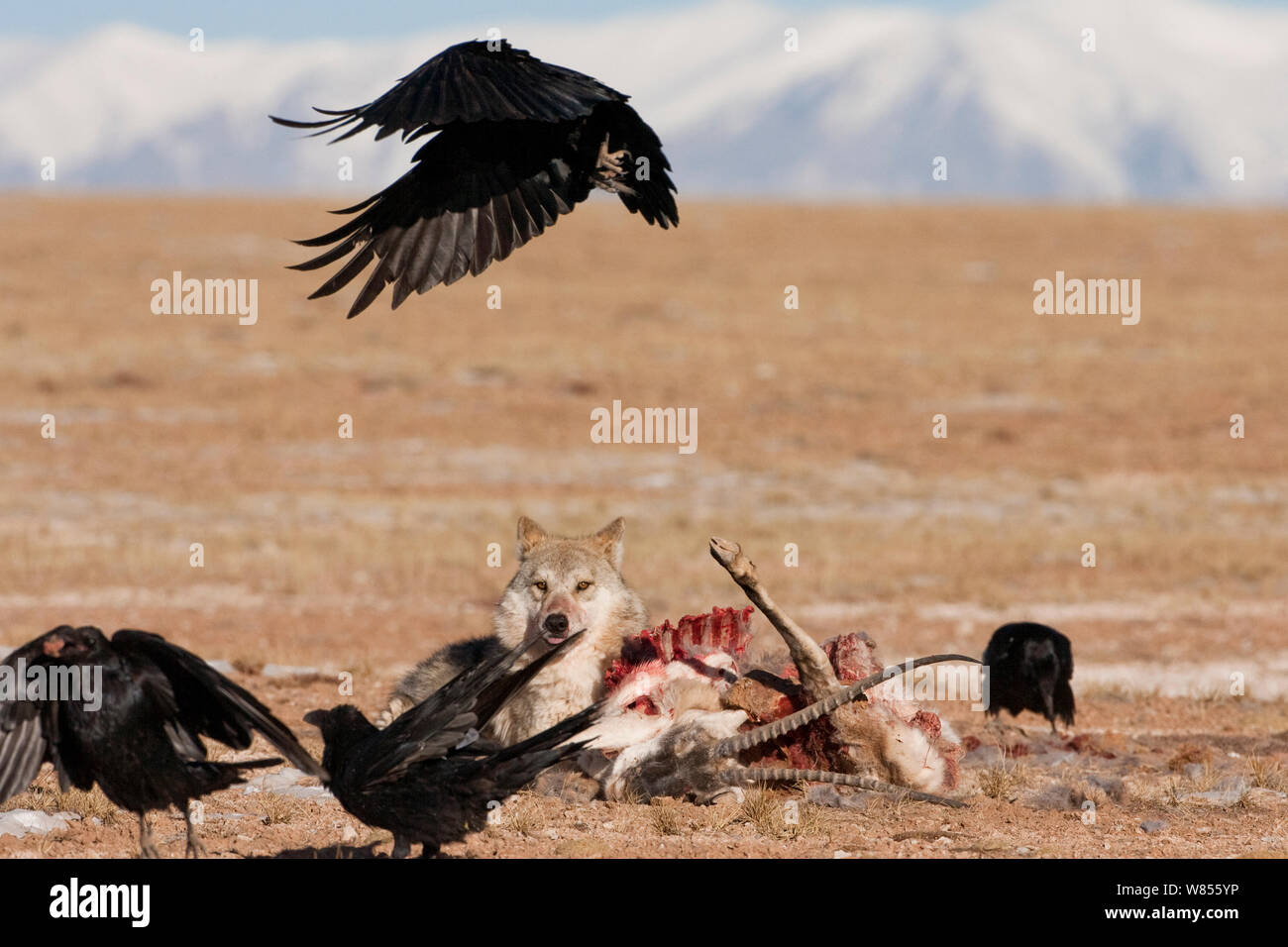 Flying antelope hi-res stock photography and images - Alamy