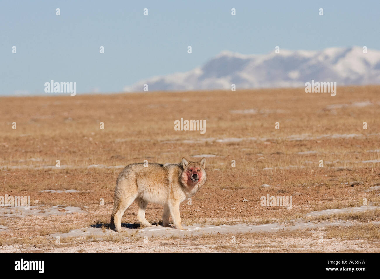 Blood On His Face High Resolution Stock Photography and Images - Alamy