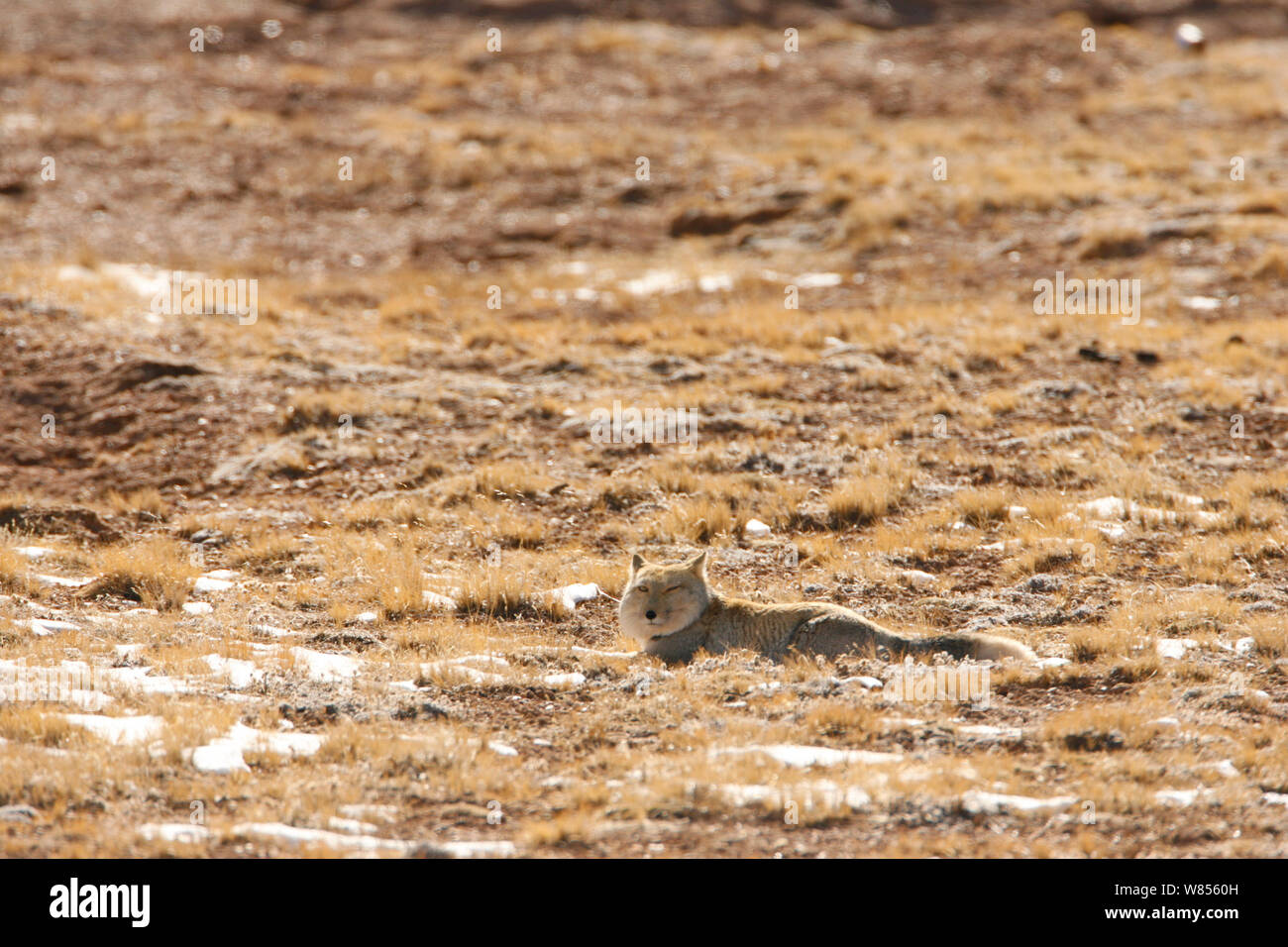 Tibetan fox (Vulpes ferrilata) resting on the ground, Kekexili, Qinghai ...
