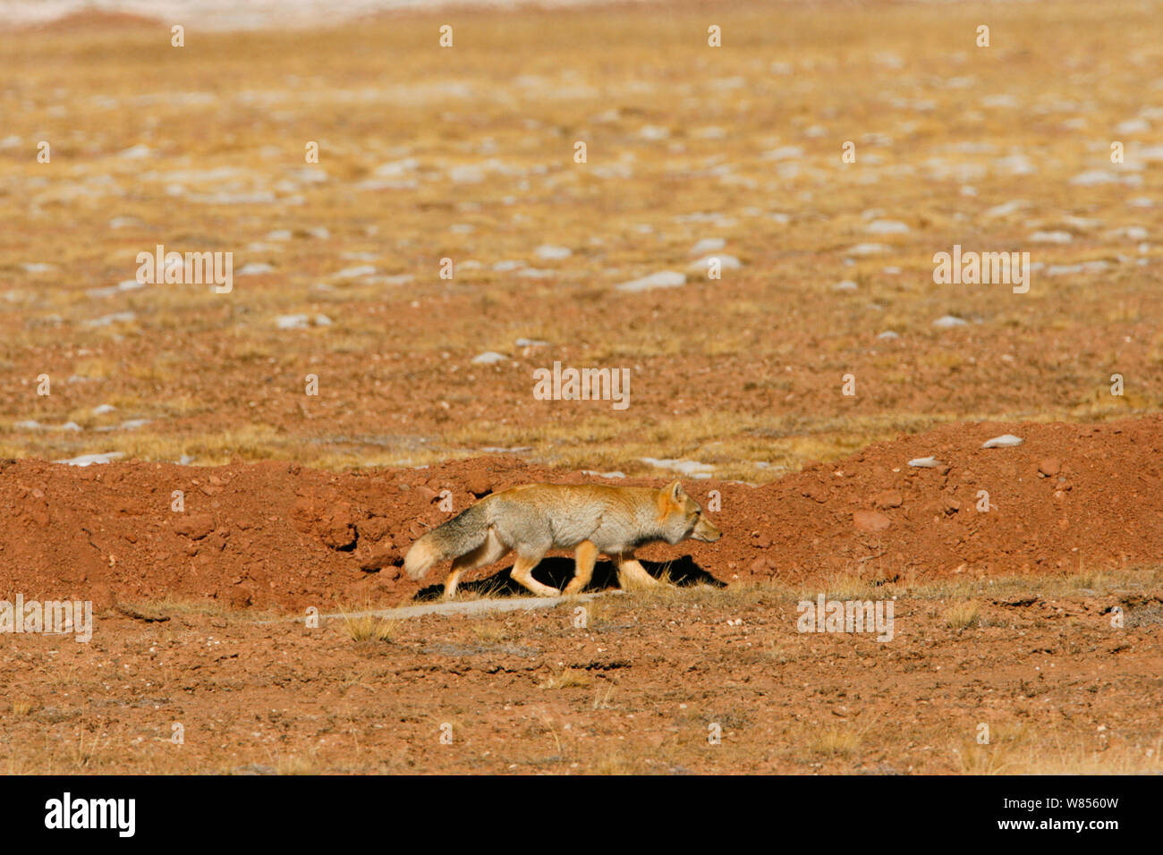 Tibetan fox hi-res stock photography and images - Alamy
